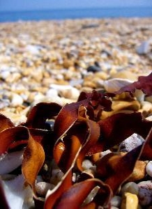 The Official Website of Pure Brown Seaweed (Fucoxanthin) - Home